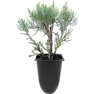 Podocarpus Macrophyllus I 3 Large Gallon Size Plants I Japanese Yew I ...