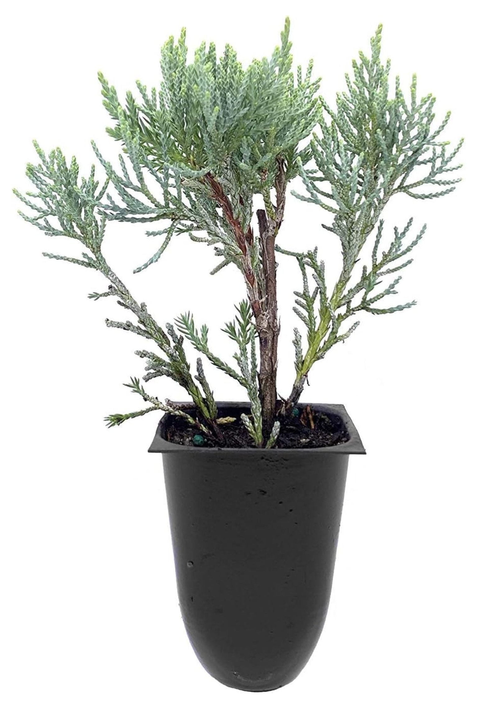 Blue Pfitzer Juniper - 3 Live Plants - Juniperus Chinensis - Drought ...