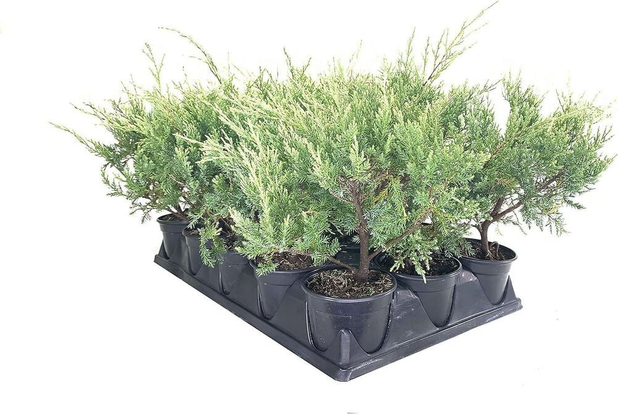 Blue Pfitzer Juniper | Live 4 Inch Pots | Juniperus Chinensis | Drought ...