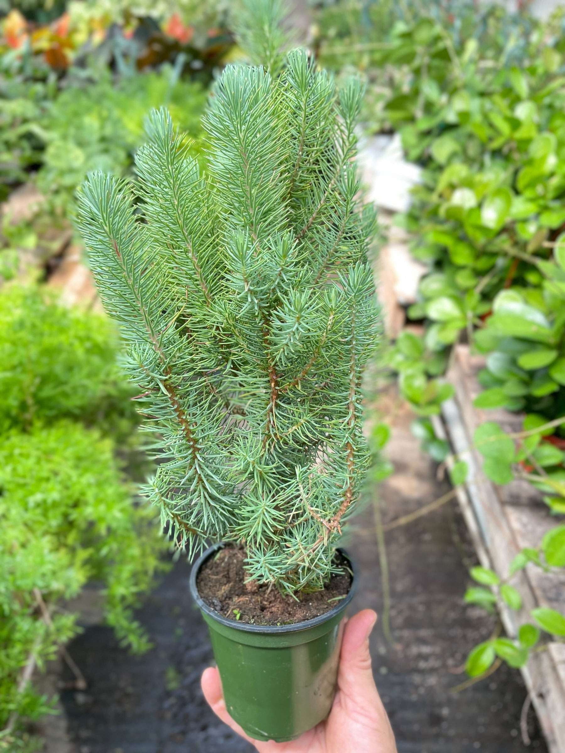 Blue Pine Trees Live Plant for Indoor | Different Houseplants in 4 ...