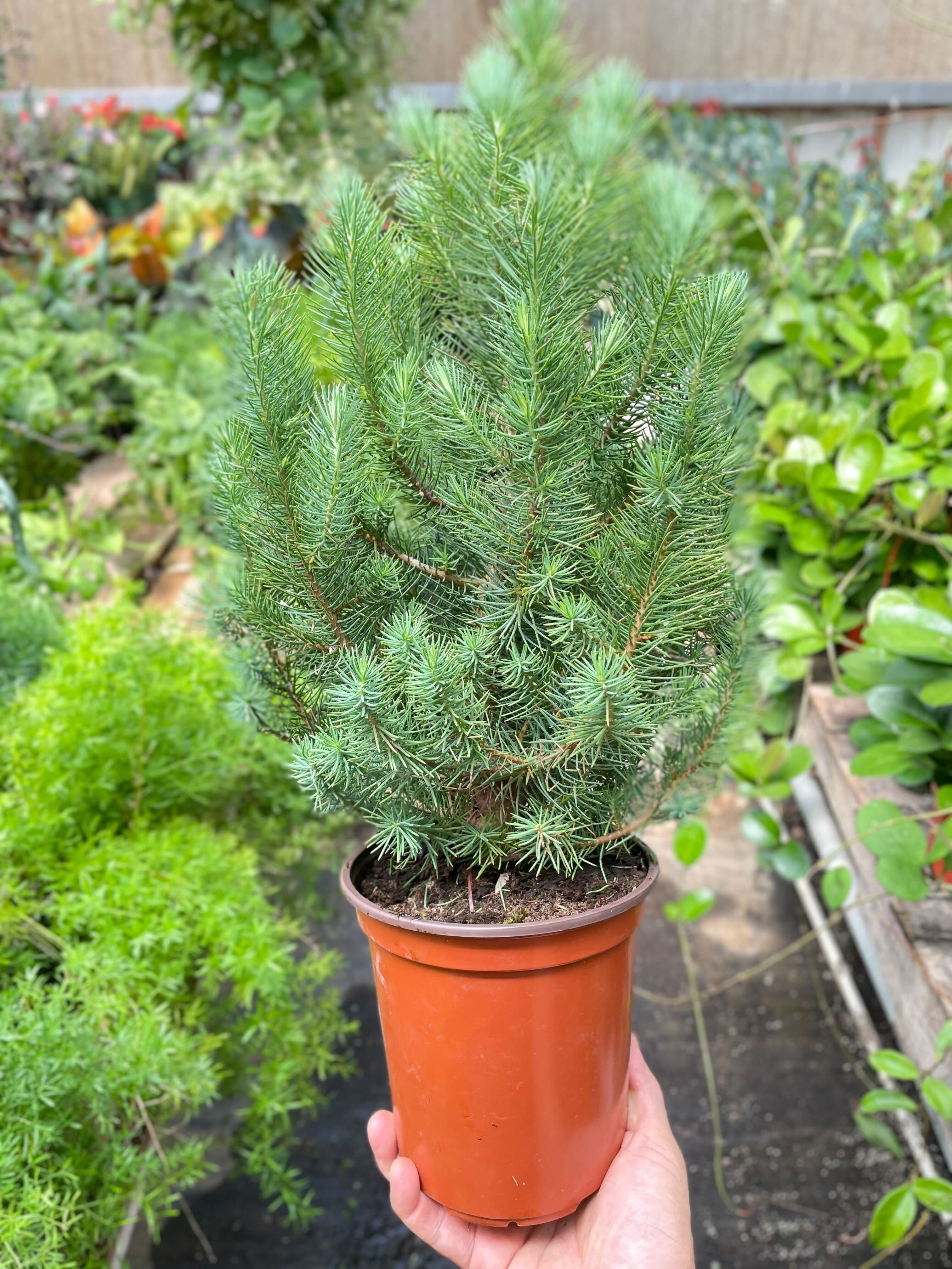 Blue Pine Treesin 6" Pot | Live Plant for Indoor | 12 - 22 inch Tall ...