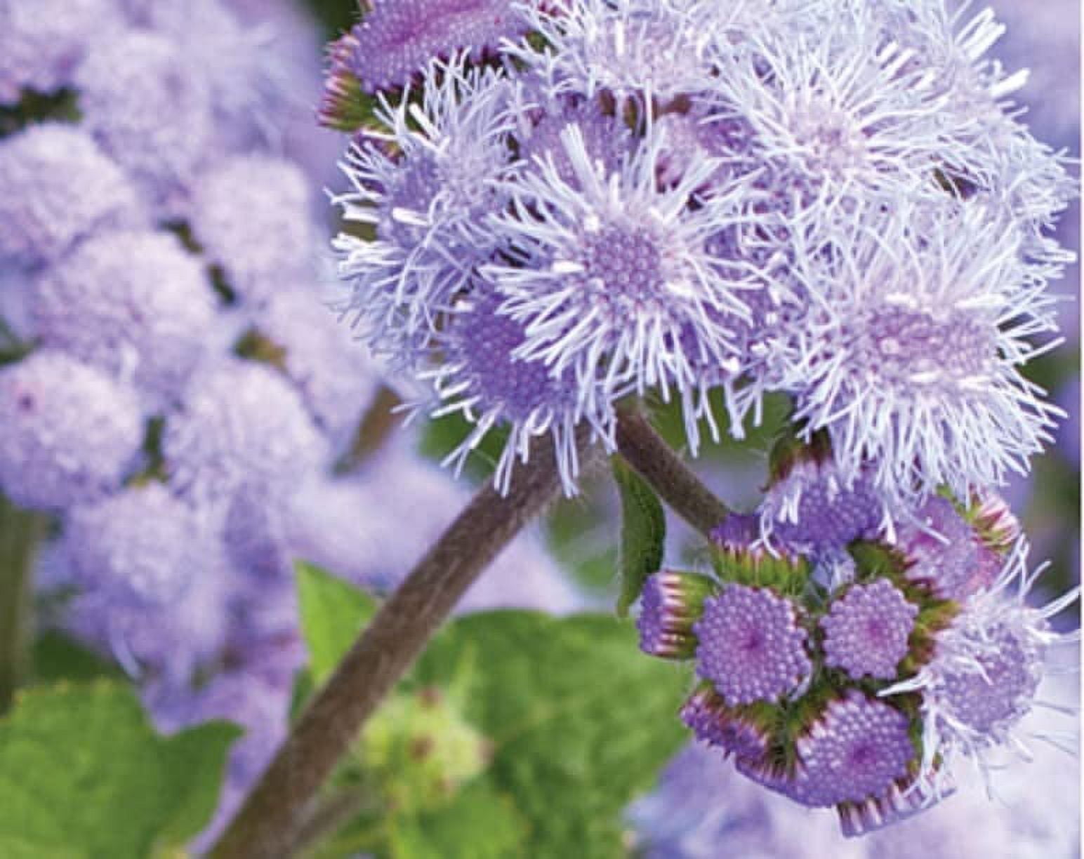 Ageratum Houstonianum