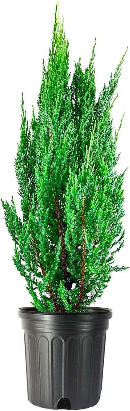 Blue Point Juniper 1 Large 3 Gallon Tree Juniperus Chinensis Evergreen ...