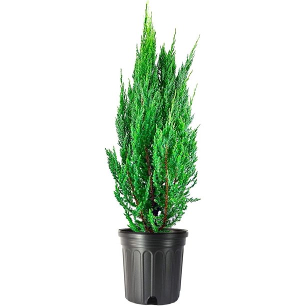 Blue Point Juniper 1 Large 3 Gallon Tree Juniperus Chinensis Evergreen ...