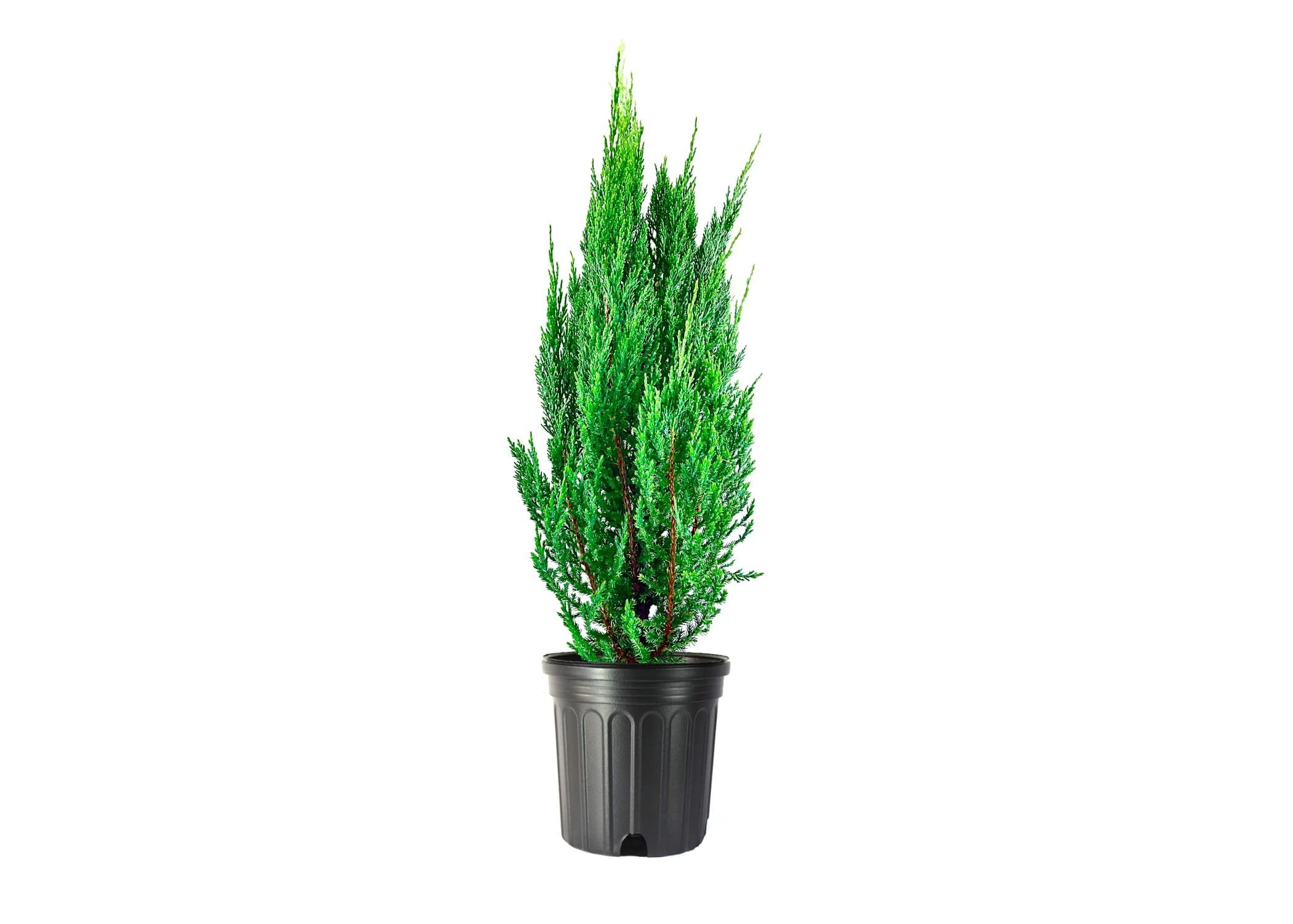 Blue Point Juniper 1 Large 3 Gallon Tree Juniperus Chinensis Evergreen ...