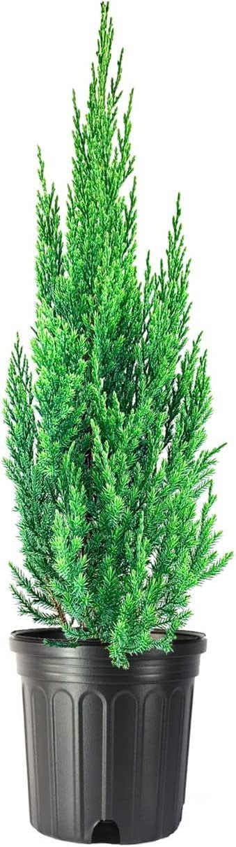 Blue Point Juniper 1 Size #1 Tree Juniperus Chinensis Drought Tolerant ...