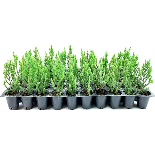 Blue Point Juniper 10 Live Trees Juniperus Chinensis Drought Tolerant ...