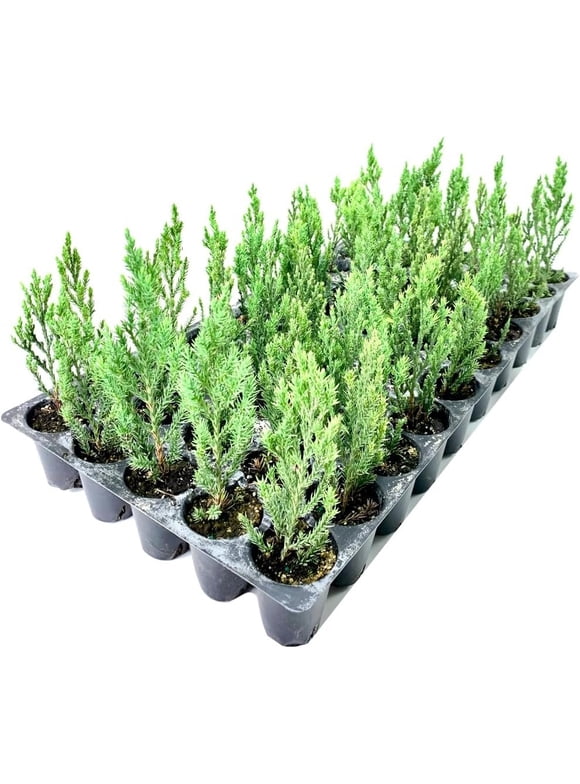 Evergreen Trees in Trees - Walmart.com