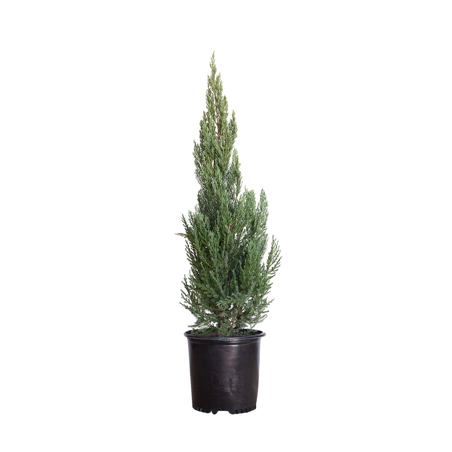 Expert Gardener Blue Point Juniper (2.5 Gallon) Evergreen Tree with ...