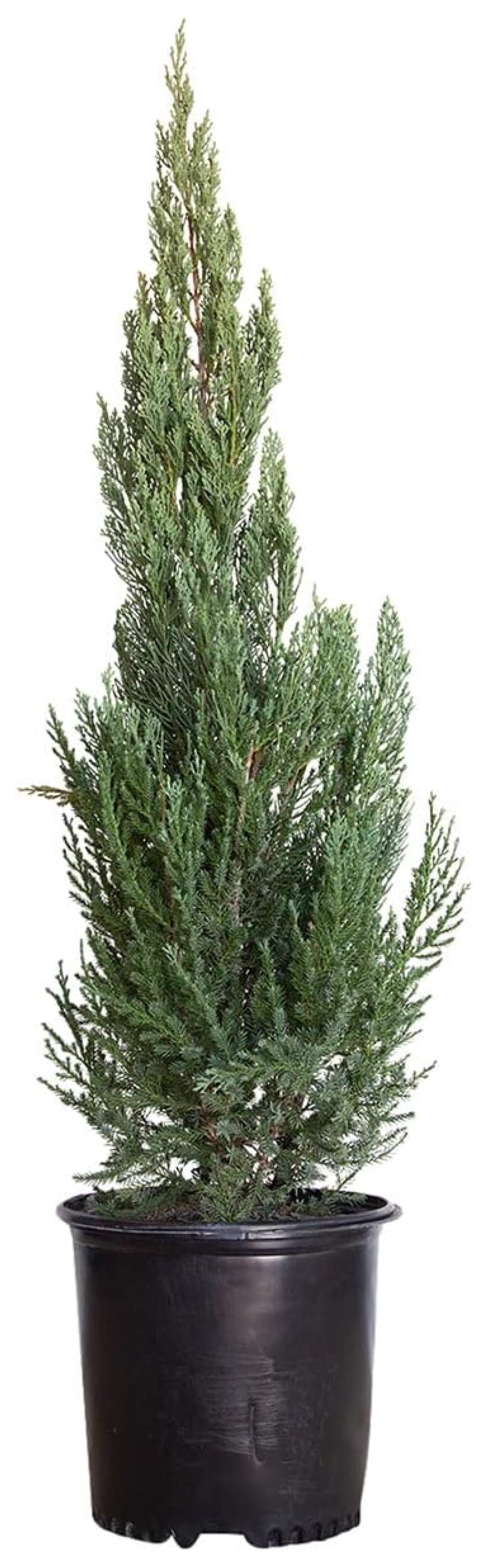 Blue Point Juniper (2.5 Gallon) Tree with Blue-Grey-Green Foliage ...