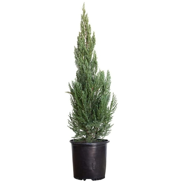 Blue Point Juniper (2.5 Gallon) Tree with Blue-Grey-Green Foliage ...
