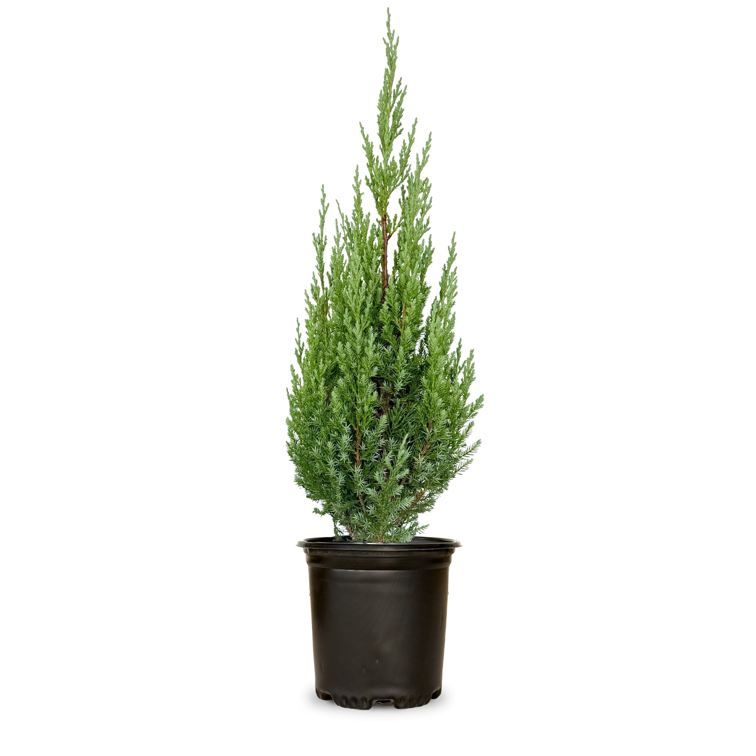 Expert Gardener Blue Point Juniper (2.5 Quart) Evergreen Tree with Blue ...