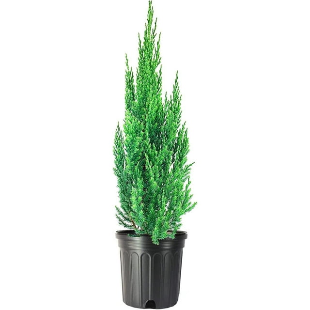 Blue Point Juniper 2 Size #1 Trees Juniperus Chinensis Drought Tolerant ...