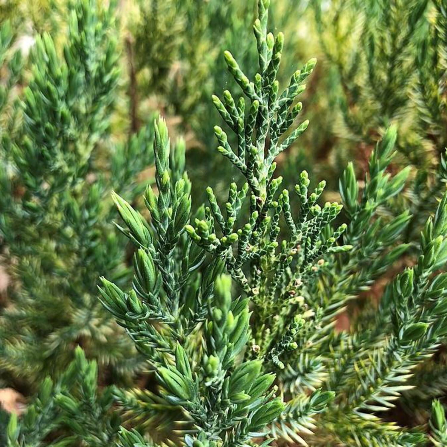 Blue Point Juniper - Juniperus chinensis 'Blue Point' - Walmart.com
