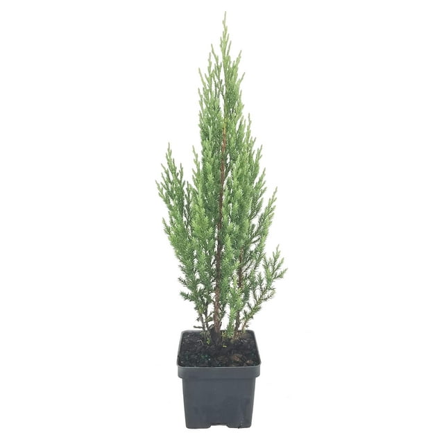 Blue Point Juniper - 3 Live 4 Inch Pots - Juniperus Chinensis ...