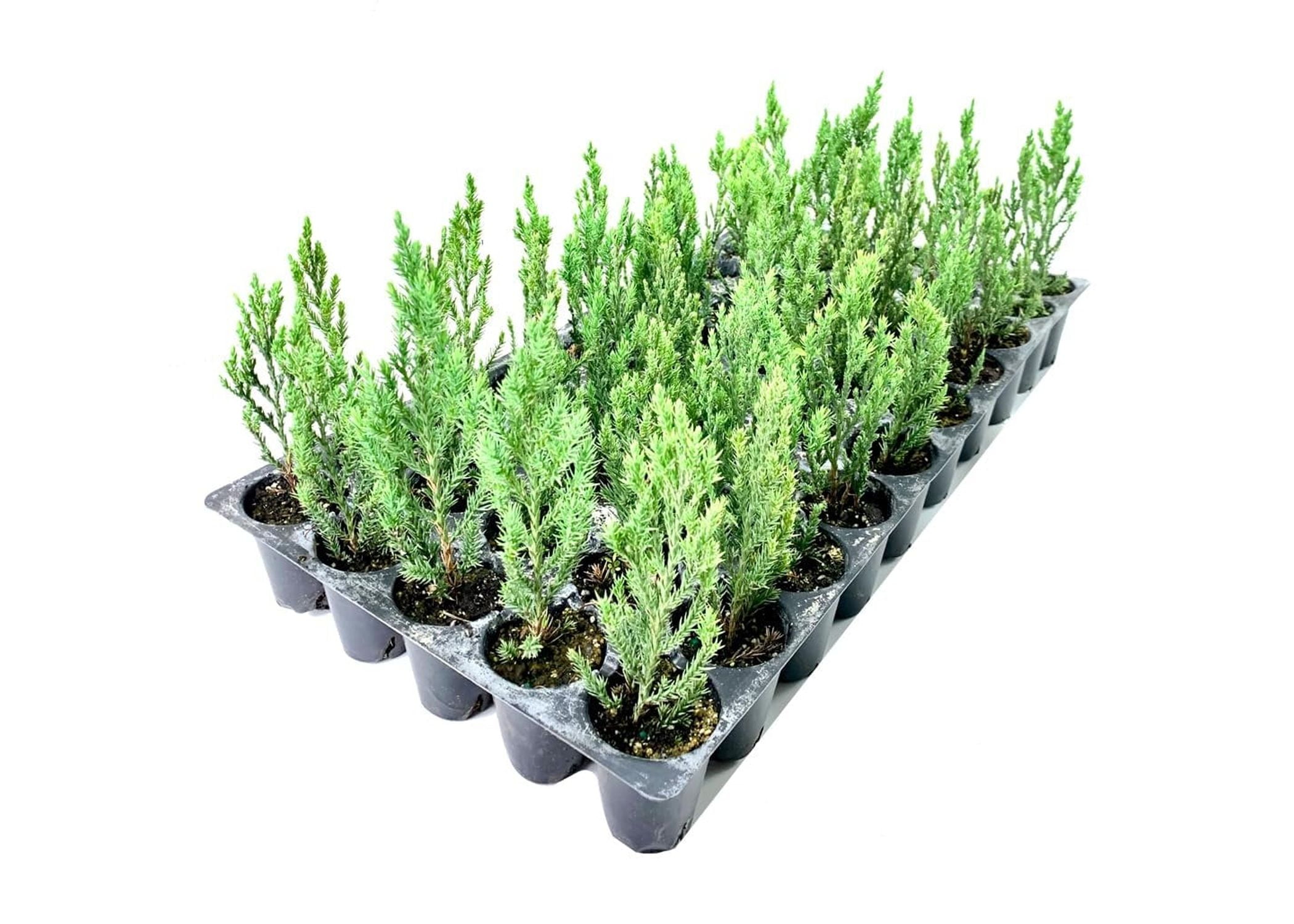 Blue Point Juniper - 3 Live Trees - Juniperus Chinensis - Evergreen ...