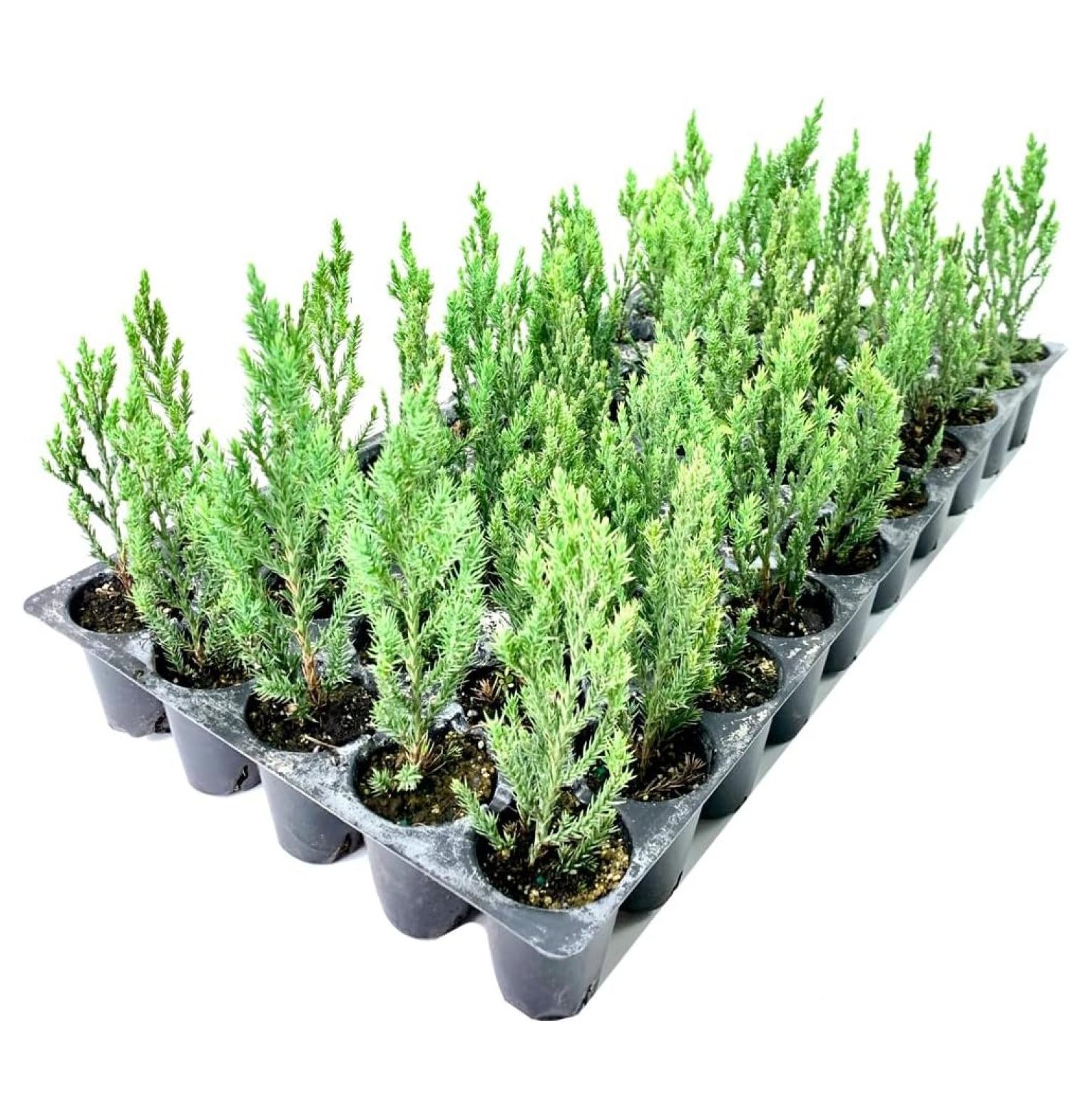 Blue Point Juniper - 30 Live Trees - Juniperus Chinensis - Screening ...