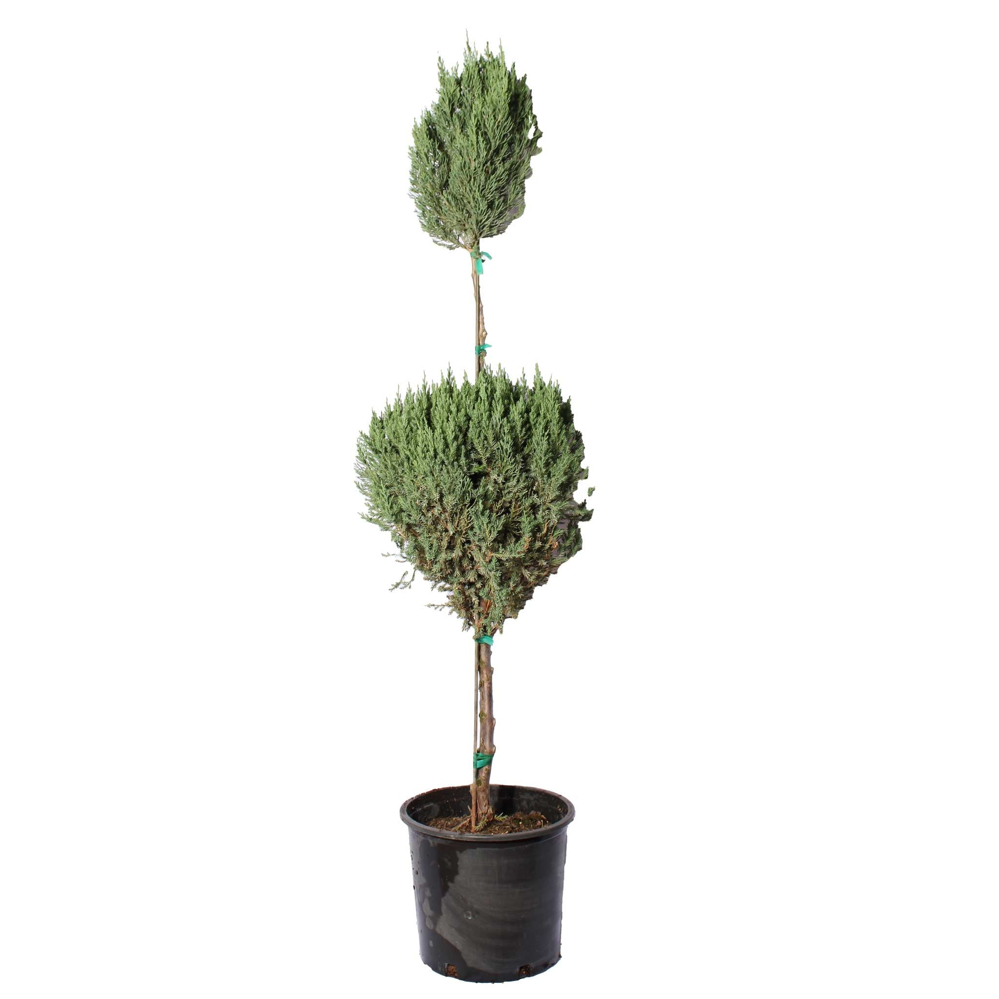Blue Point Juniper Topiary - Walmart.com