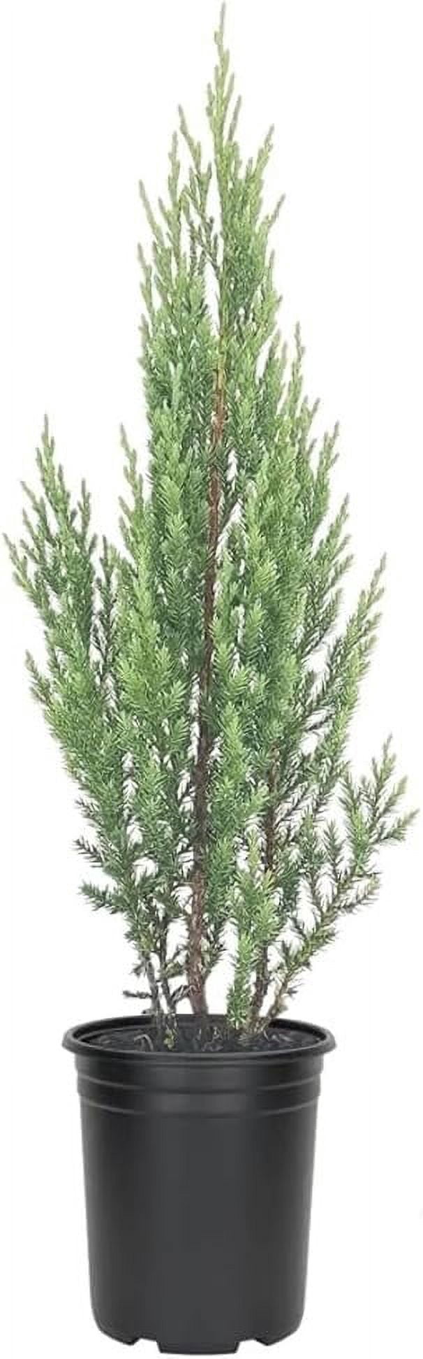 Blue Point Juniper Tree 10 Live 4 Inch Pots Juniperus Chinensis Hardy ...