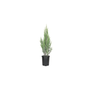 Italian Cypress | 3 Live 4 Inch Trees | Cupressus sempervirens | Narrow ...