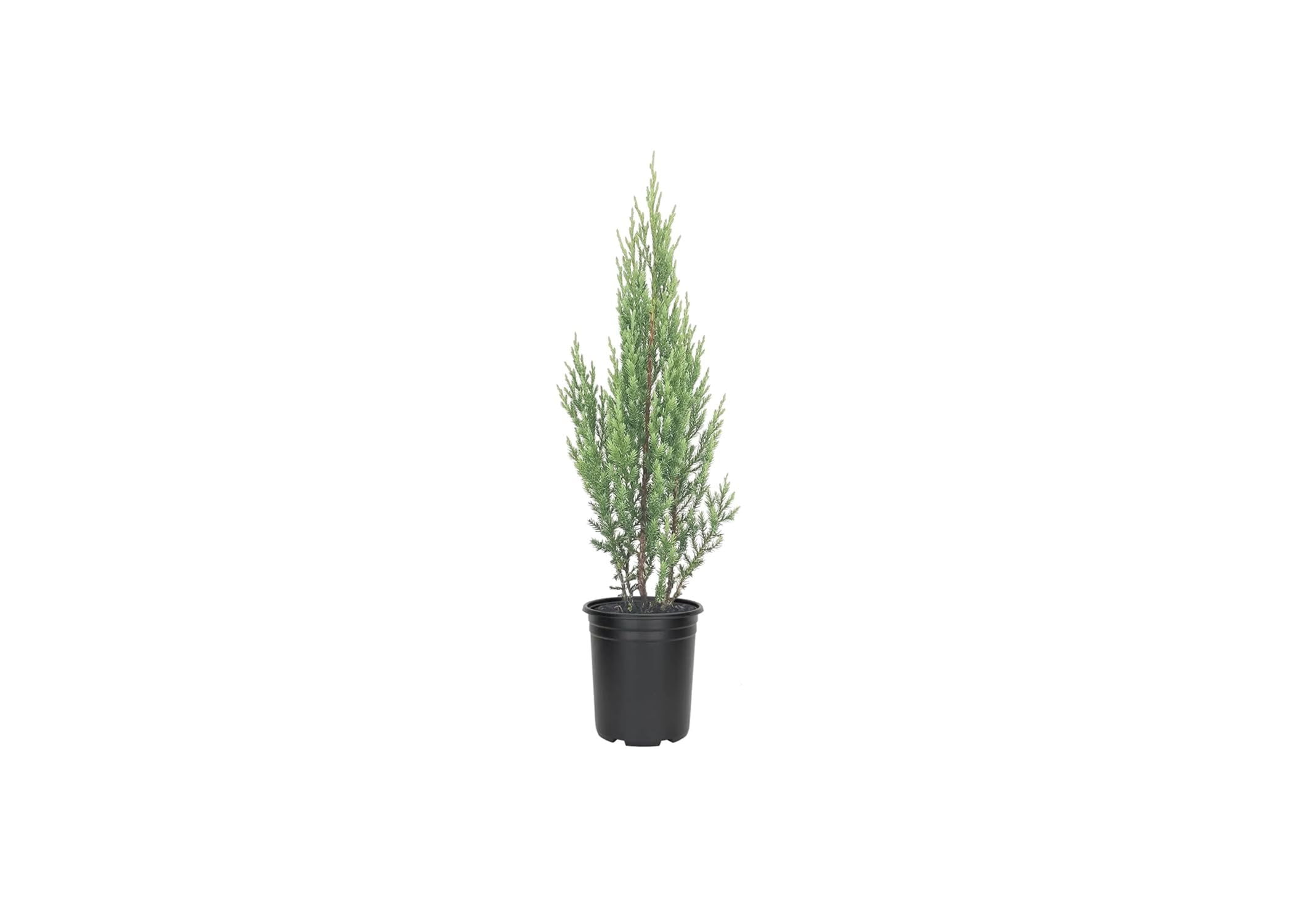Blue Point Juniper Tree 3 Live 4 Inch Pots Juniperus Chinensis Hardy ...
