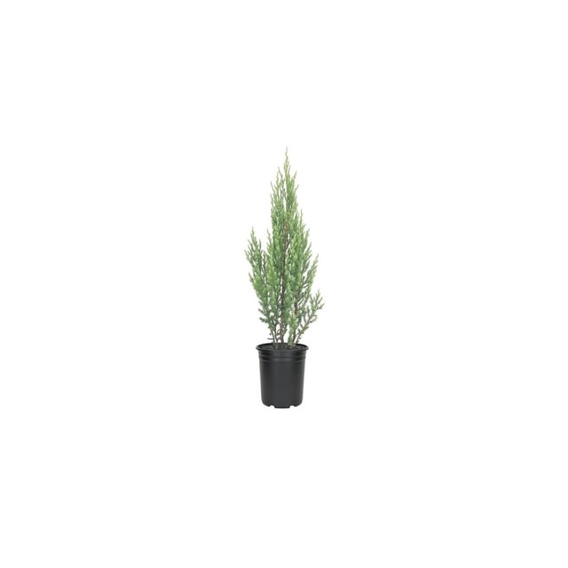 Blue Point Juniper Tree 3 Live 4 Inch Pots Juniperus Chinensis Hardy ...
