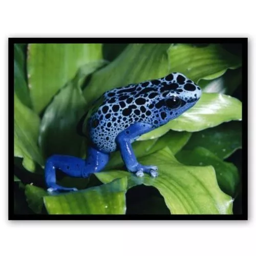 Blue Poison Dart Frog Car Sticker Phone Decal Water Bottle Stickers Car ...
