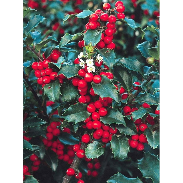 Blue Prince/Blue Princess Holly - Hardy Evergreen - 2 plants/ one quart ...