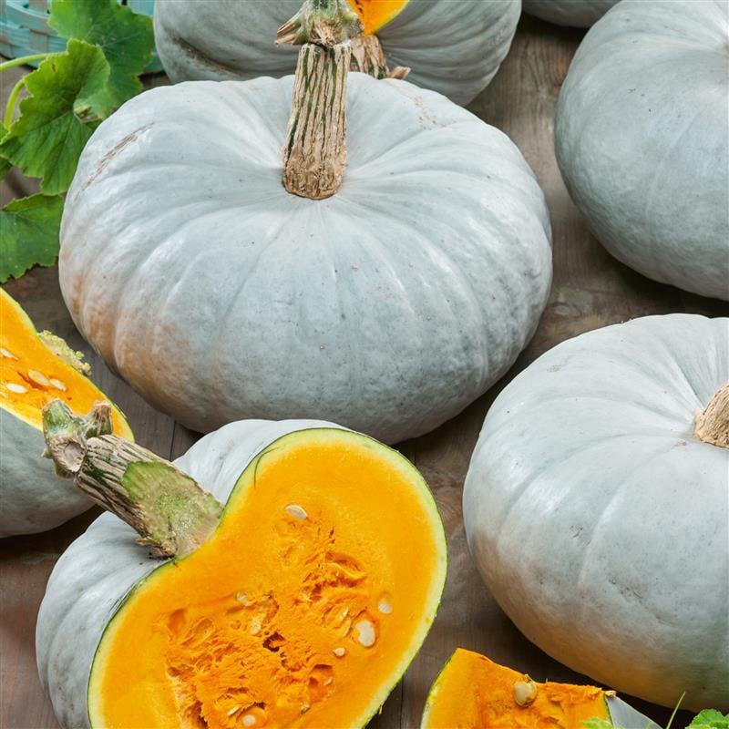 Blue Prince F1 Hybrid Pumpkin 1 Lb ~3,200 Seeds | AAS Winner | Non-GMO ...