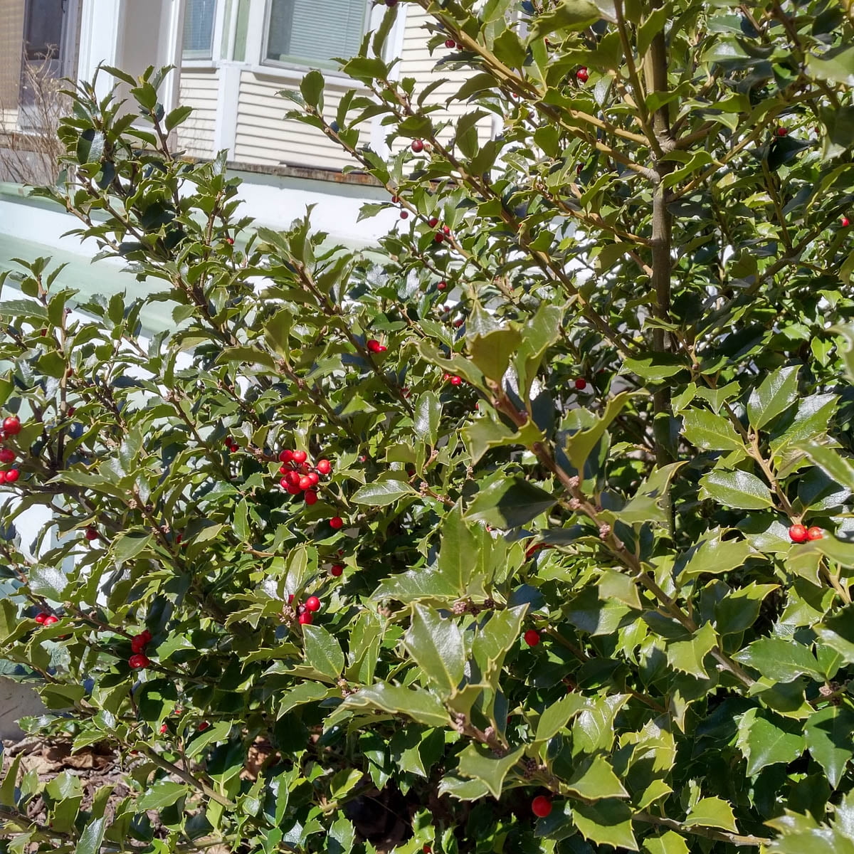 Blue Princess Holly Broadleaf Evergreen Shrub, grown in a 2.25 Gallon ...