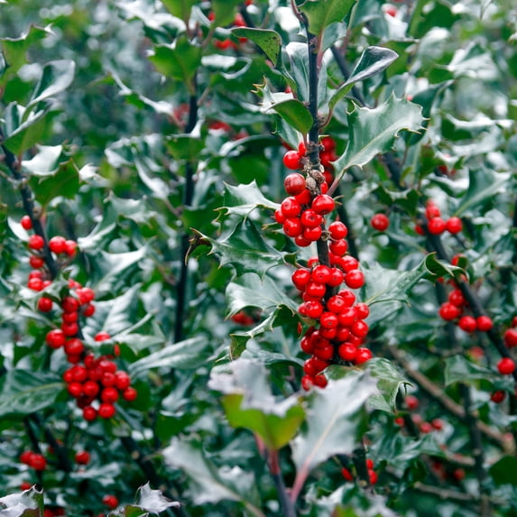 Blue Princess Holly Dormant Bare Root Broadleaf Evergreen Starter Shrub ...
