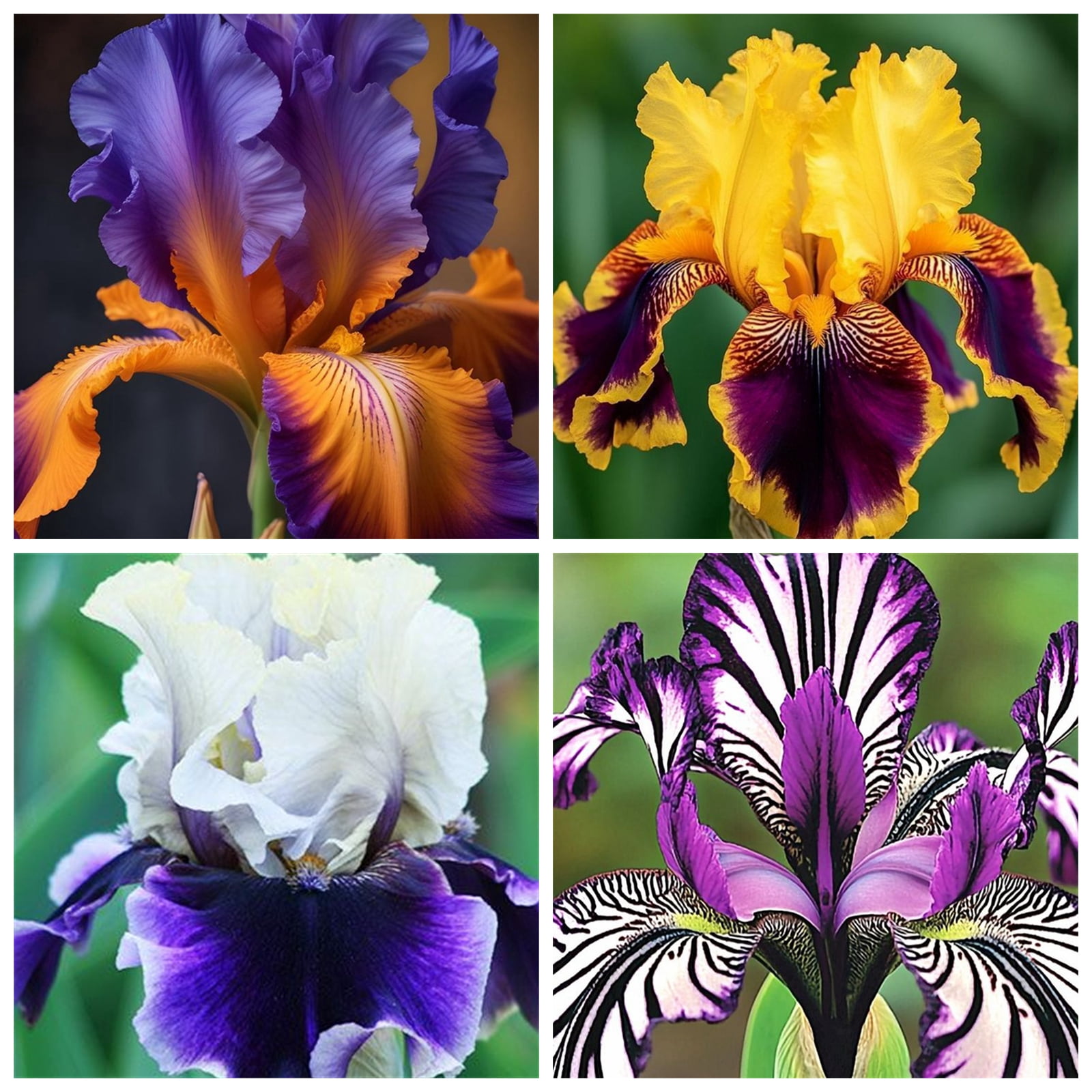 Blue Purple Iris Saplings-(Non-Artificial)-Strong Vitality Easy Grow ...