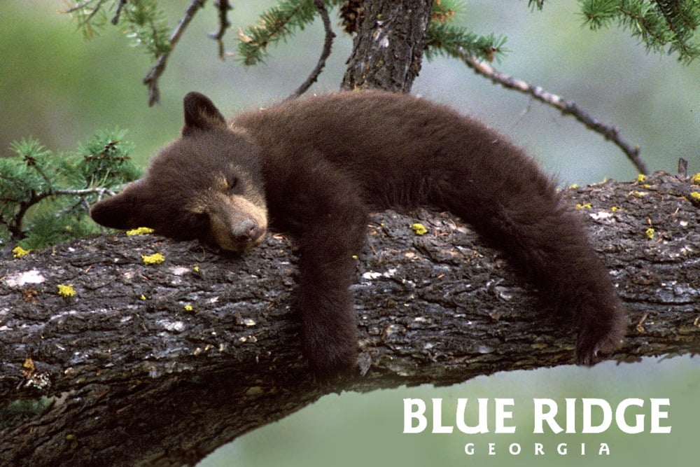 Blue Ridge, Georgia, Bear Cub Sleeping on Branch (24x36 Giclee Gallery ...