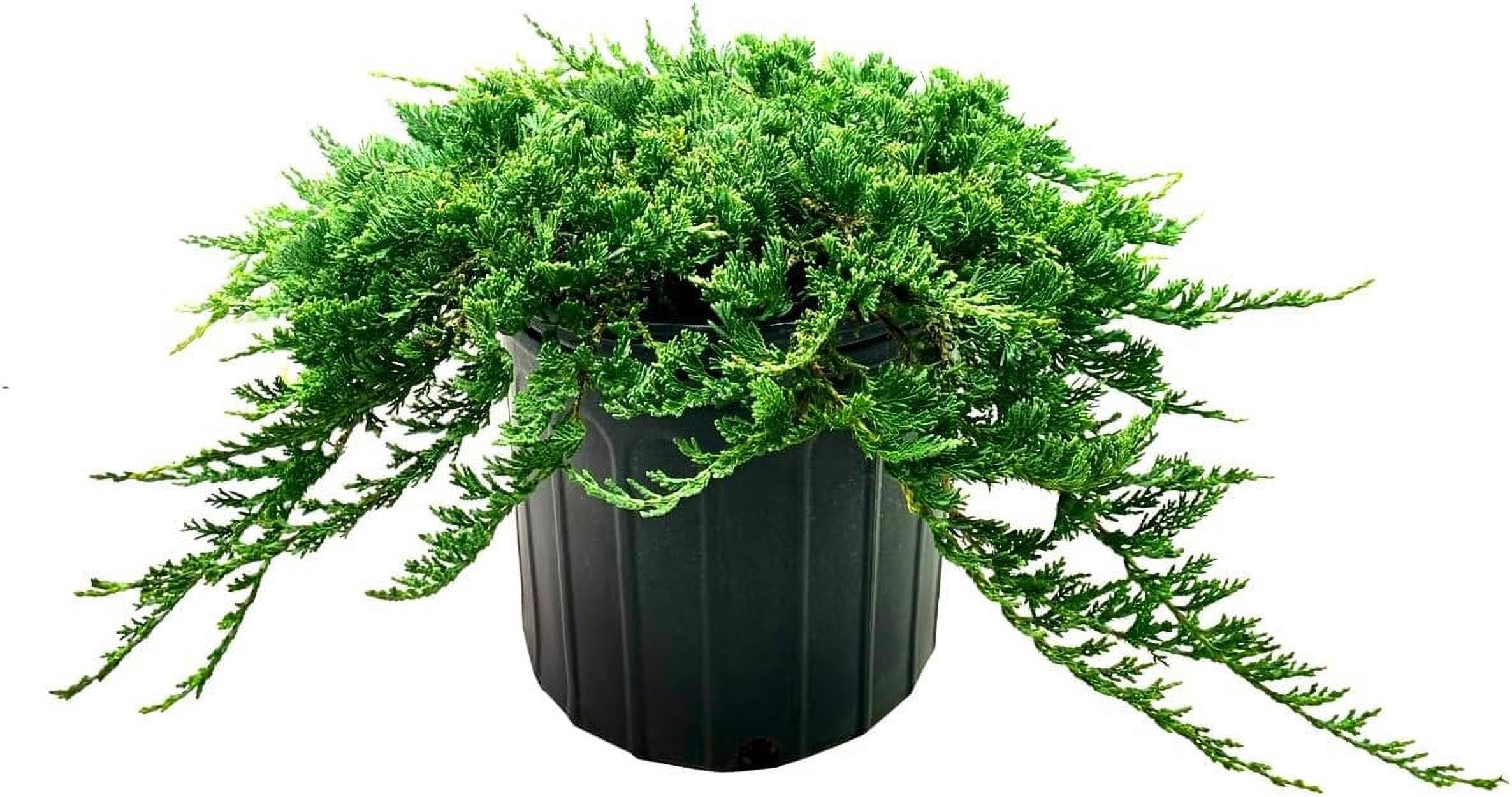 Blue Rug Juniper 1 Extra Large 3 Gallon Plant Live Ground Cover ...