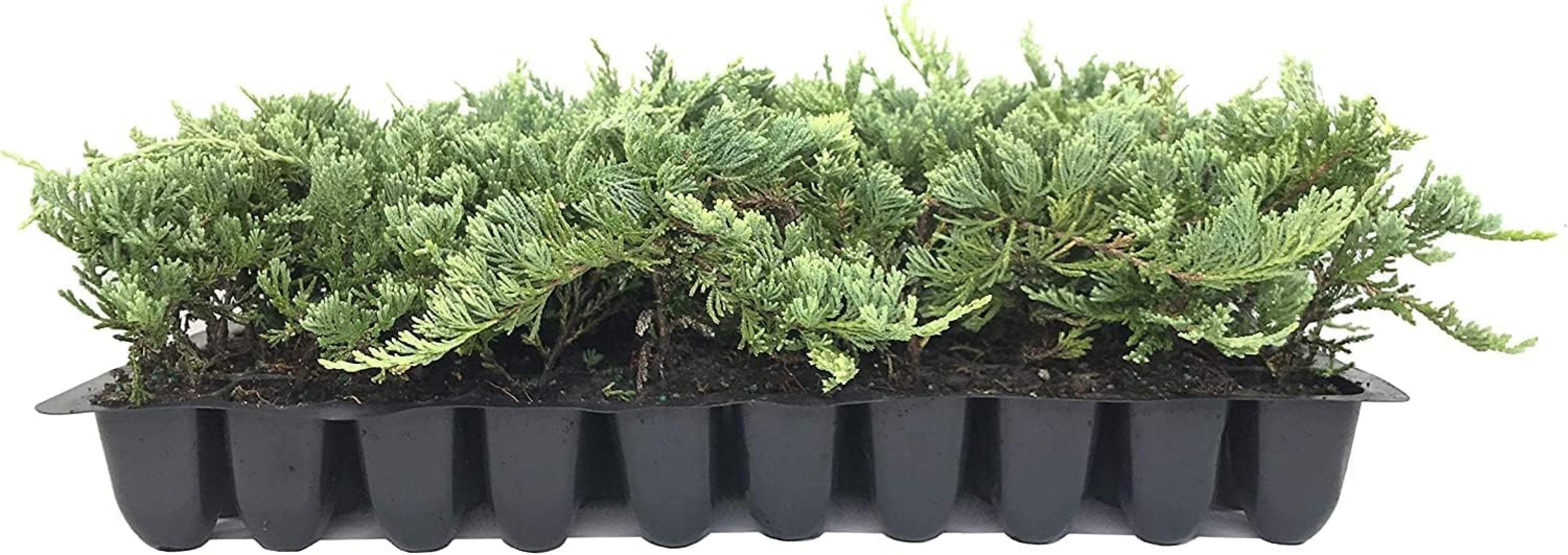 Blue Rug Juniper | 10 Live Plants | Juniperus Horizontalis | Ground ...