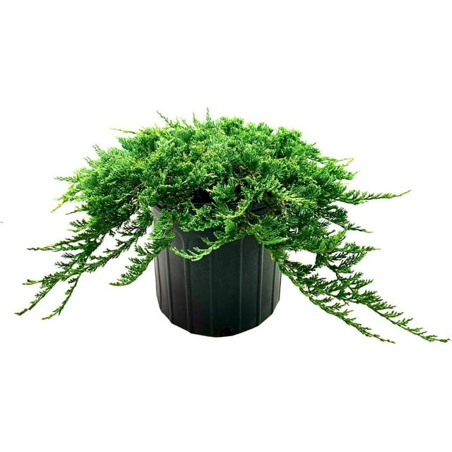 Blue Rug Juniper 2 Extra Large 3 Gallon Plants Live Ground Cover ...