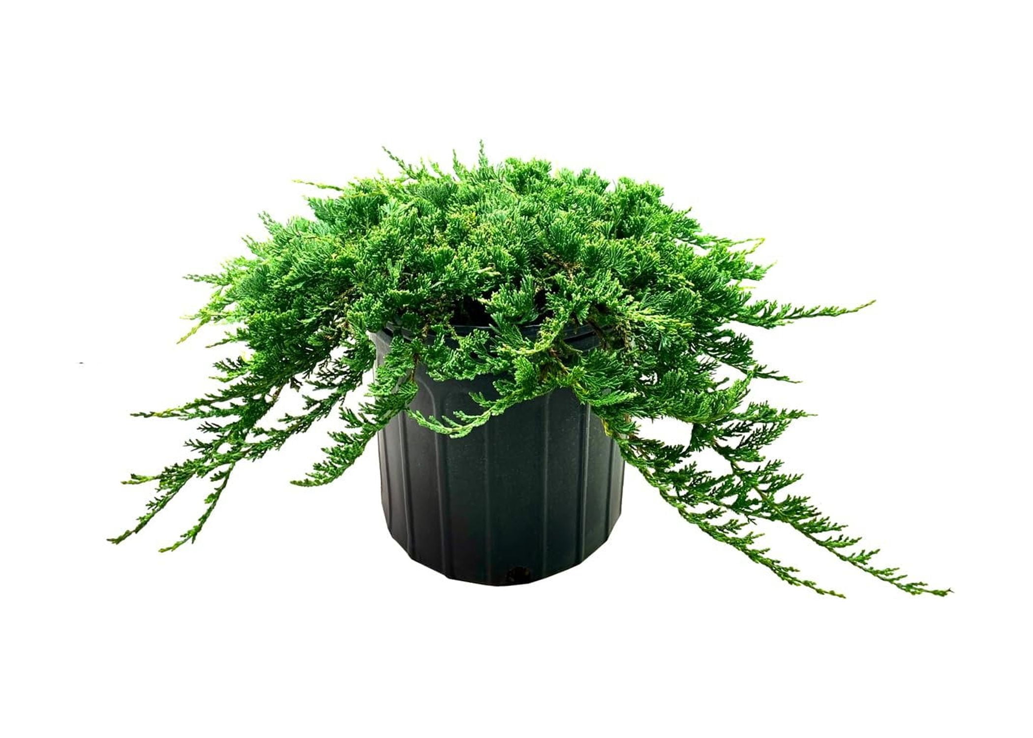 Blue Rug Juniper 2 Extra Large 3 Gallon Plants Live Ground Cover ...