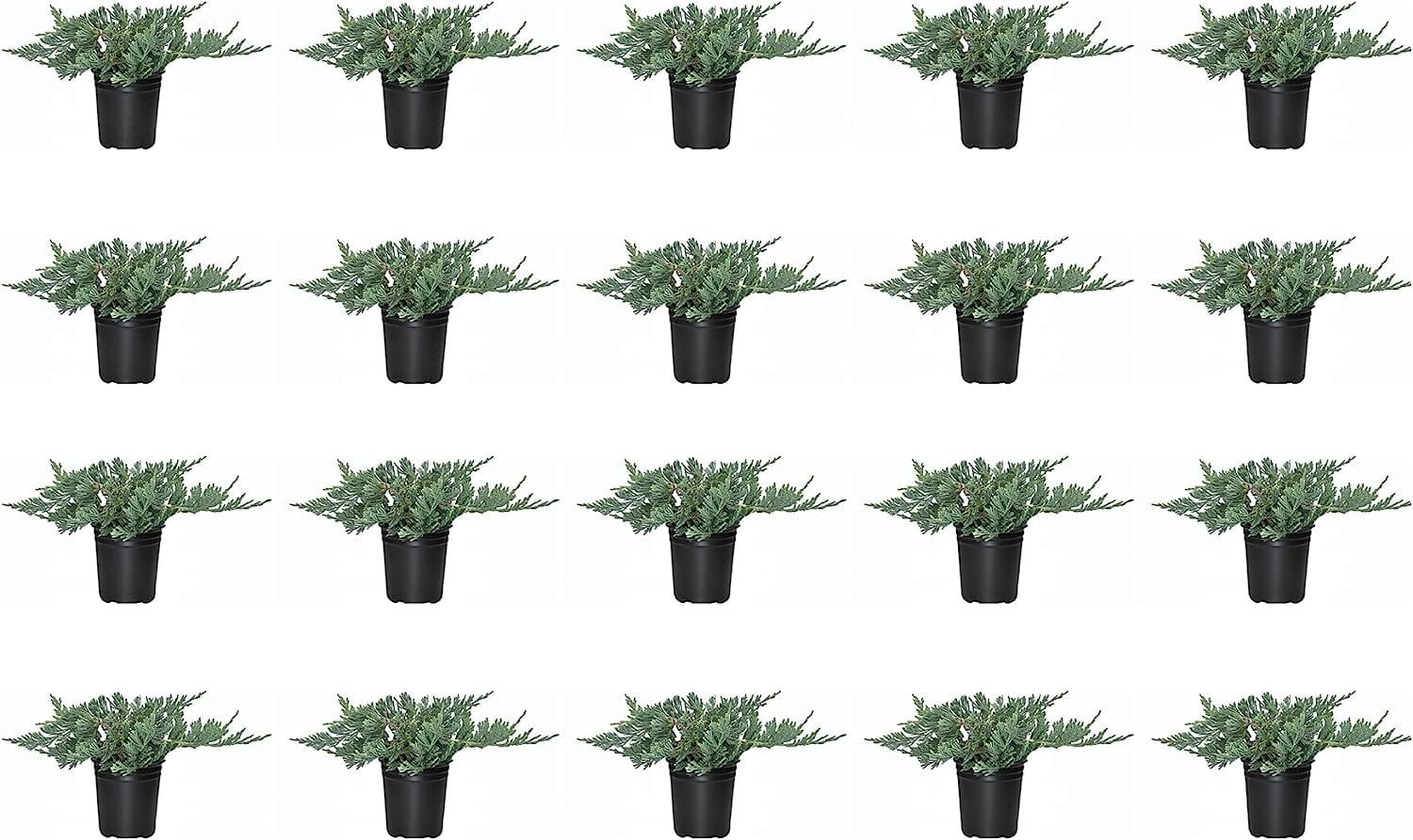 Blue Rug Juniper - 20 Live 4 Inch Plants - Juniperus Horizontalis ...