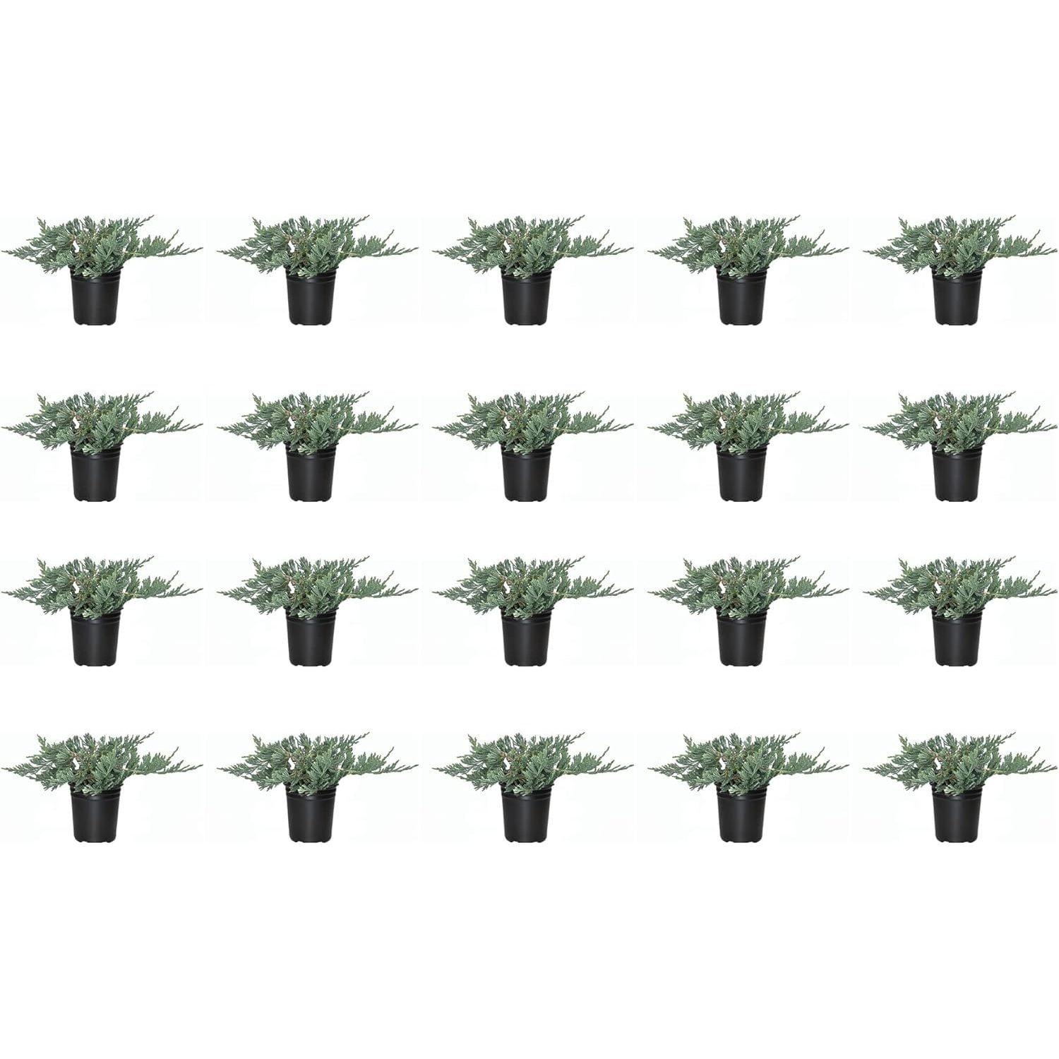Blue Rug Juniper - 20 Live 4 Inch Plants - Juniperus Horizontalis ...
