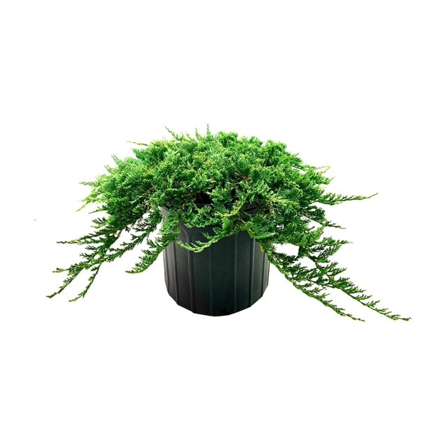 Blue Rug Juniper 3 Extra Large 3 Gallon Plants Live Ground Cover ...
