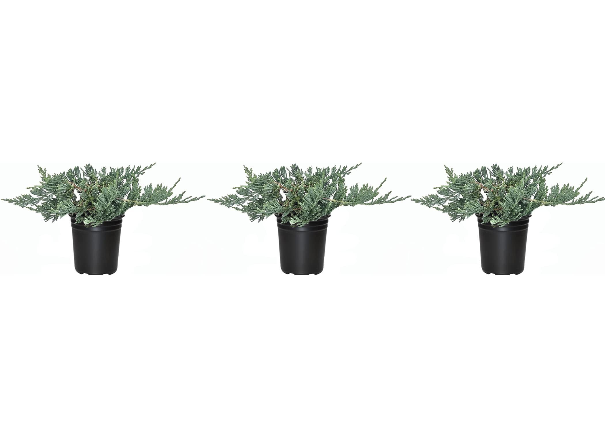 Blue Rug Juniper - 3 Fully Rooted 4" Plants - Low Maintenance Evergreen ...