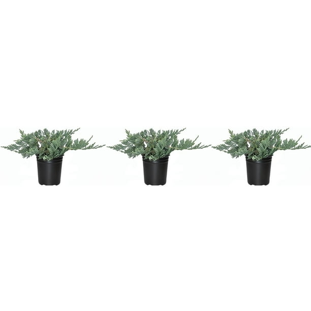 Blue Rug Juniper - 3 Fully Rooted 4" Plants - Low Maintenance Evergreen ...