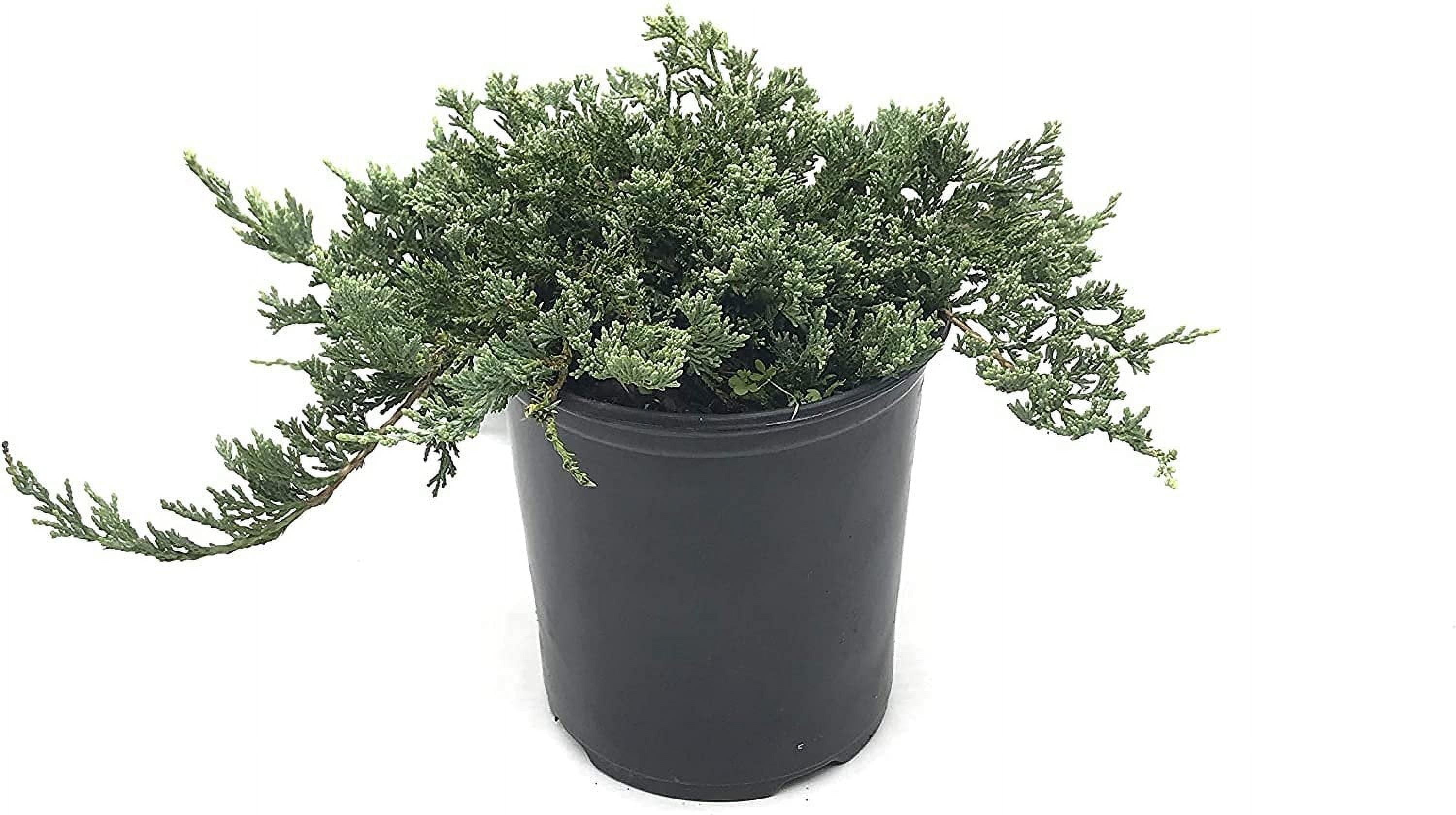 Blue Rug Juniper 3 Live Gallon Size Plants Juniperus Horizontalis ...