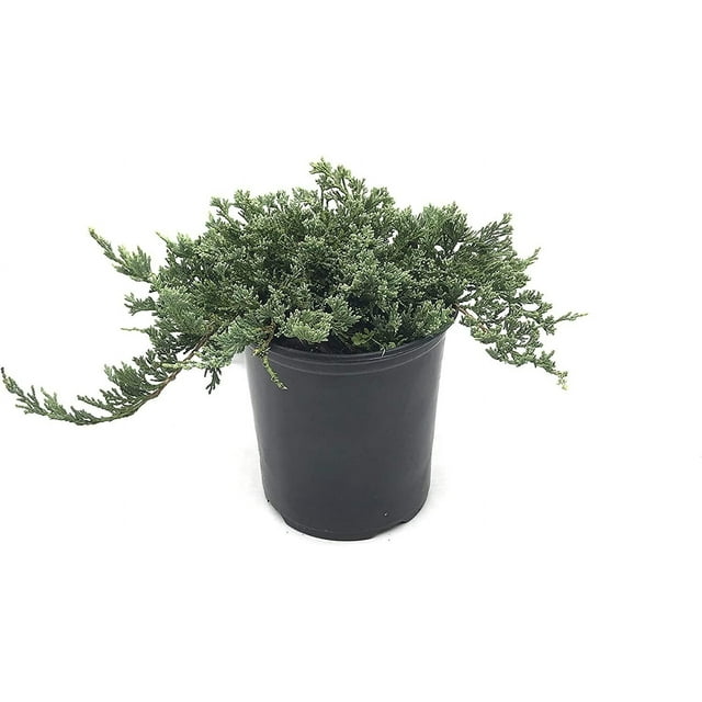 Blue Rug Juniper 3 Live Gallon Size Plants Juniperus Horizontalis 'Wiltonii' Drought Tolerant ...