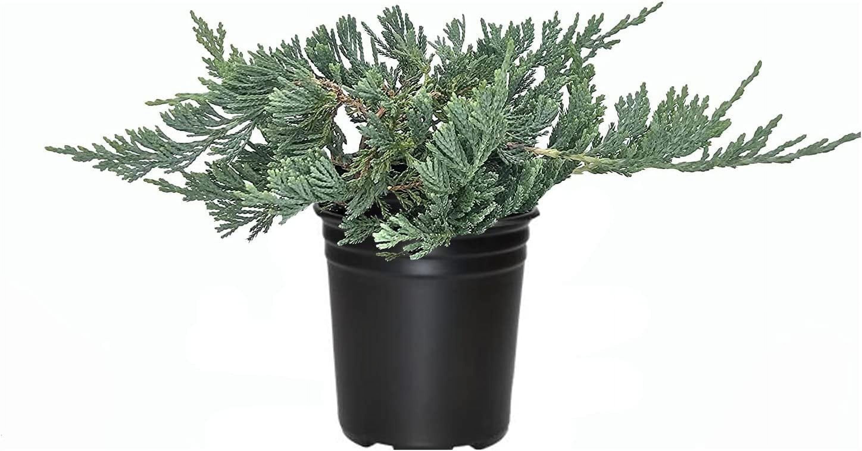 Blue Rug Juniper - 30 Live 4 Inch Plants - Juniperus Horizontalis ...