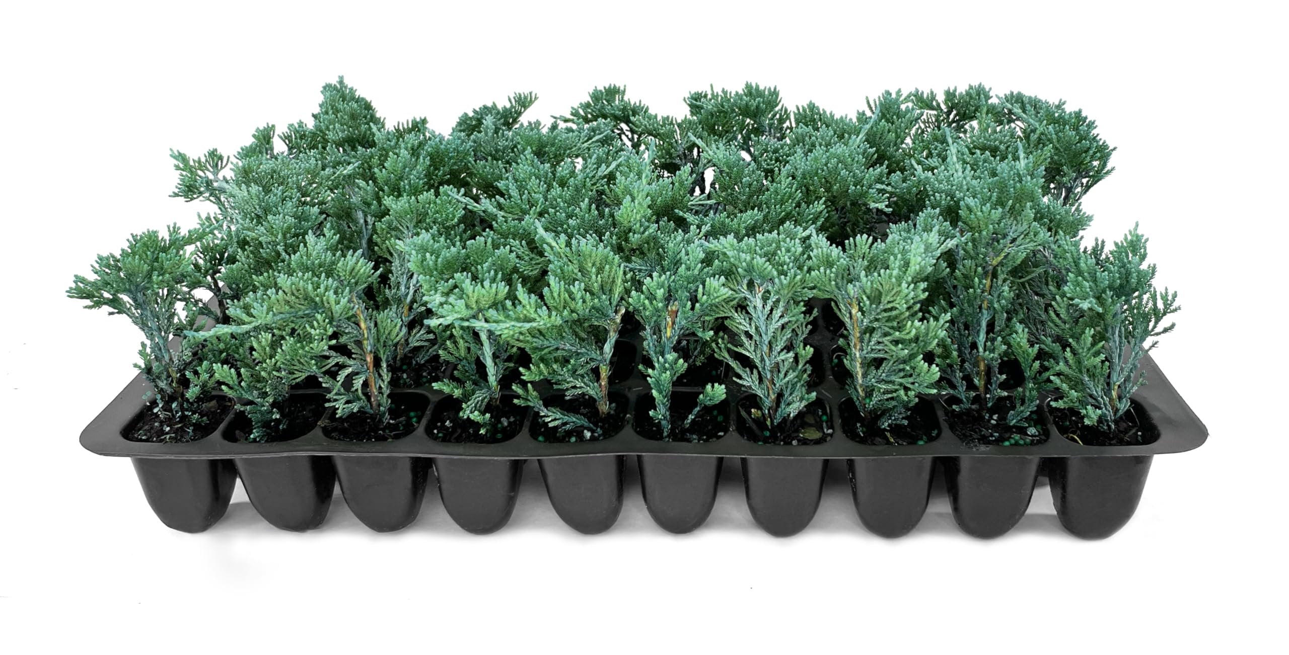 Blue Rug Juniper 40 Live Plants Juniperus Horizontalis Wiltonii Low ...