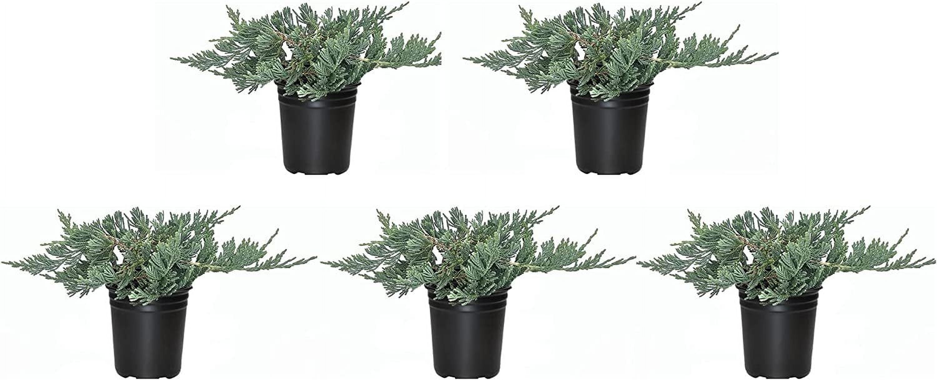 Blue Rug Juniper - 5 Live 4 Inch Plants - Juniperus Horizontalis ...