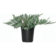 Blue Rug Spreading Juniper - Starter Plant, Low Growing, Cold Tolerant ...