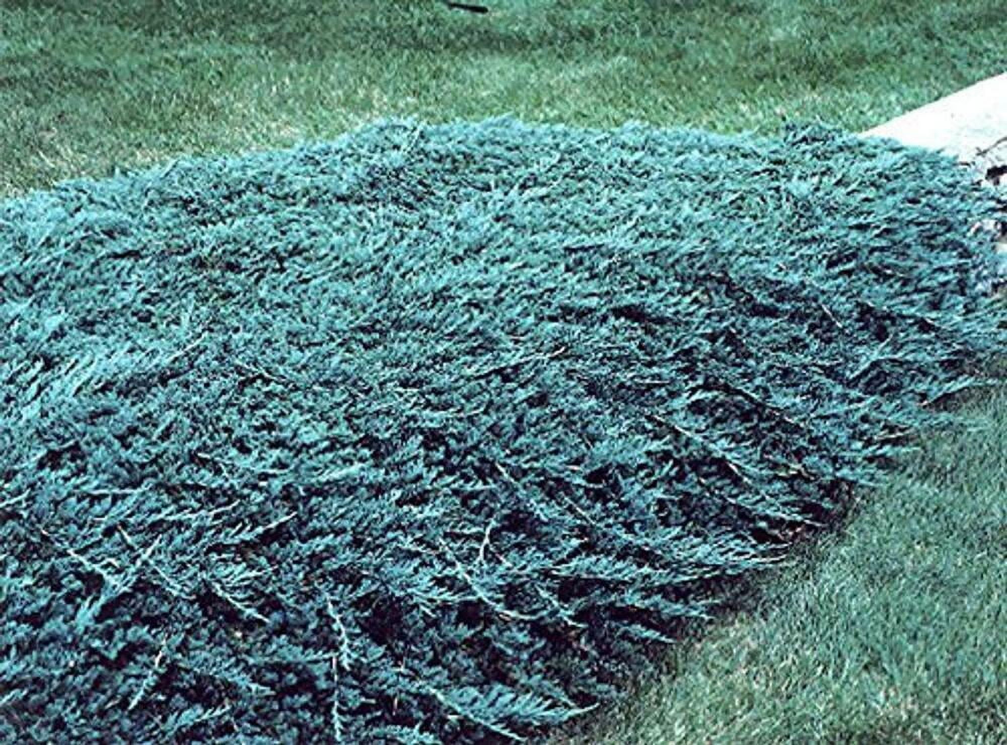 Blue Rug Juniper | Large Gallon Size Plants | Juniperus Horizontalis ...