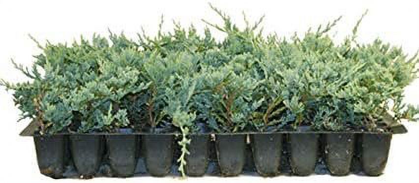 Blue Rug Juniper (2.5 Quart) Low-Growing Groundcover Evergreen Shrub ...